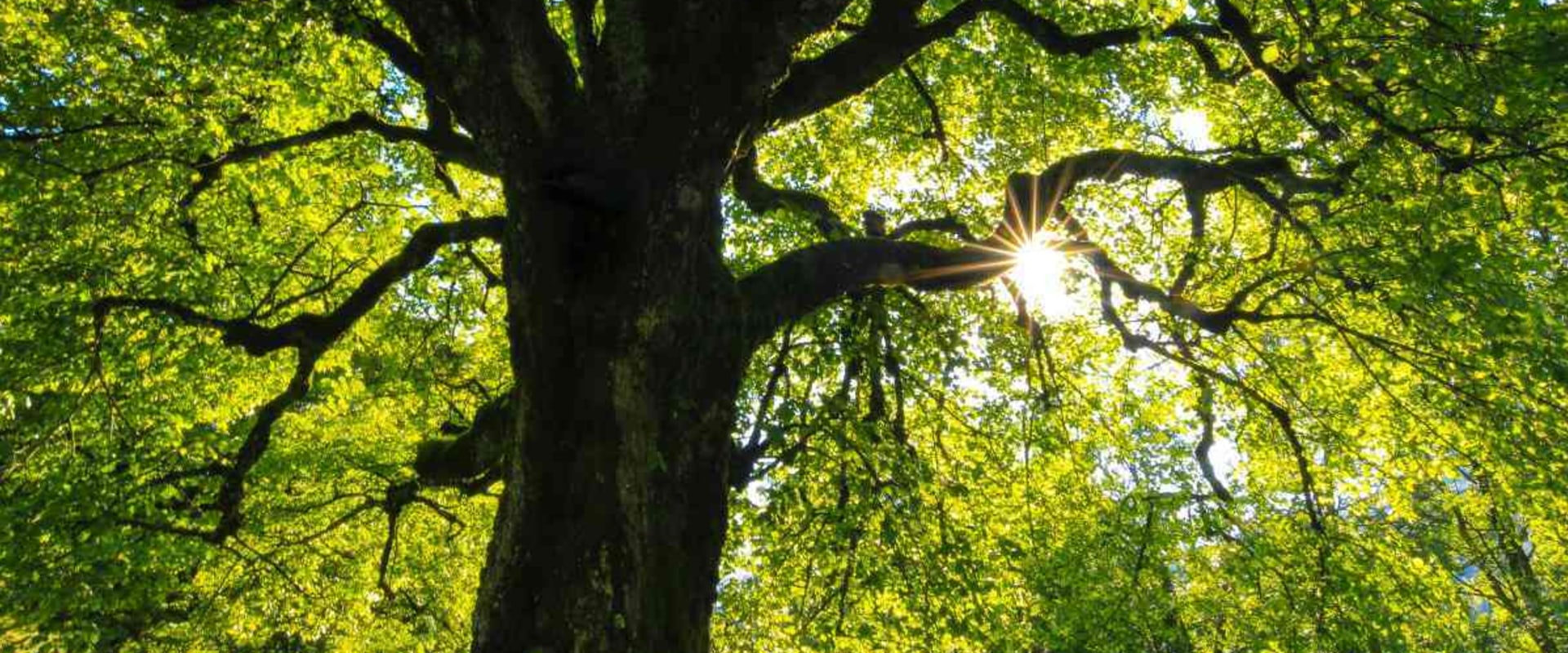 Seasonal Landscaping Services For Trees: Ensuring Beauty And Health In ...